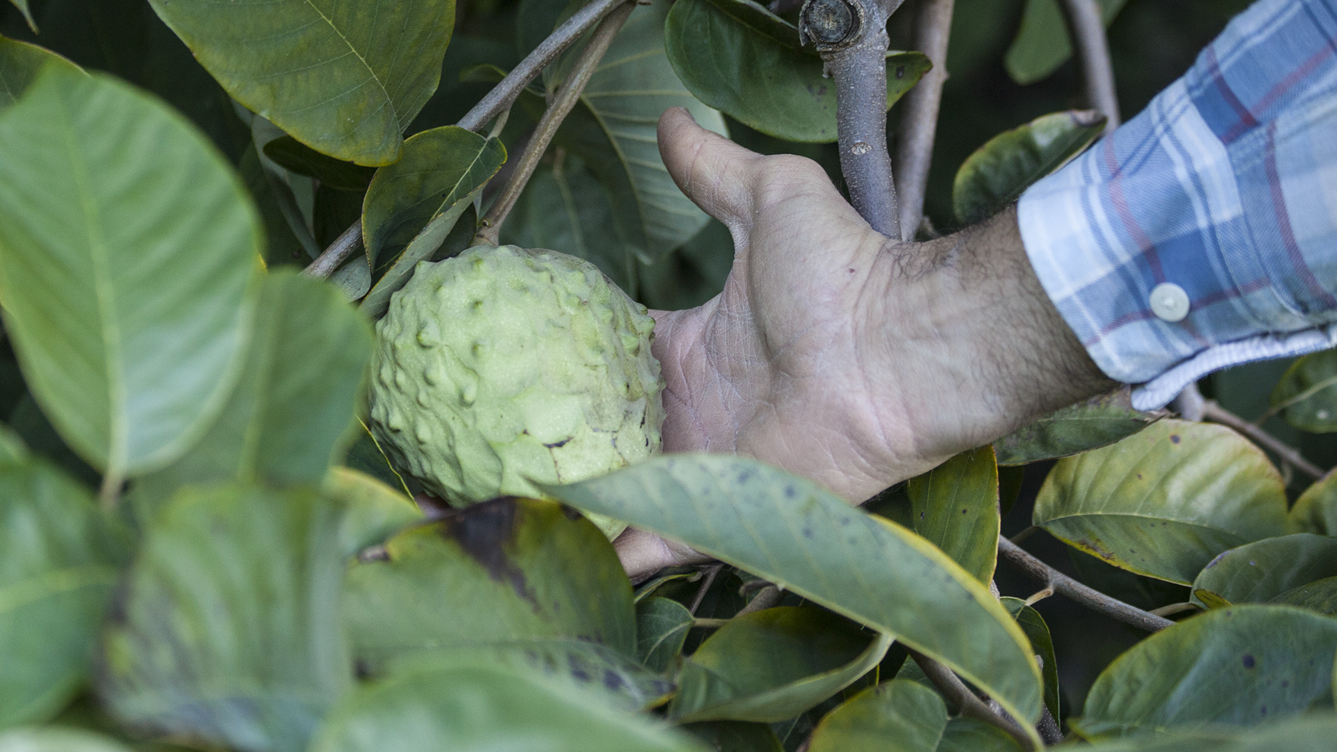 The most delicious fruit known to men – Cooperativa Tierra y Libertad