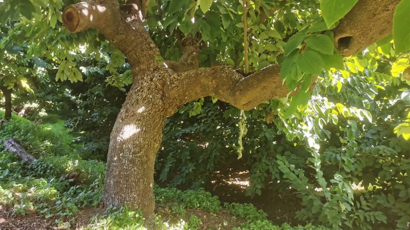 The shade of the ancient custard apple tree – Cooperativa Tierra y Libertad