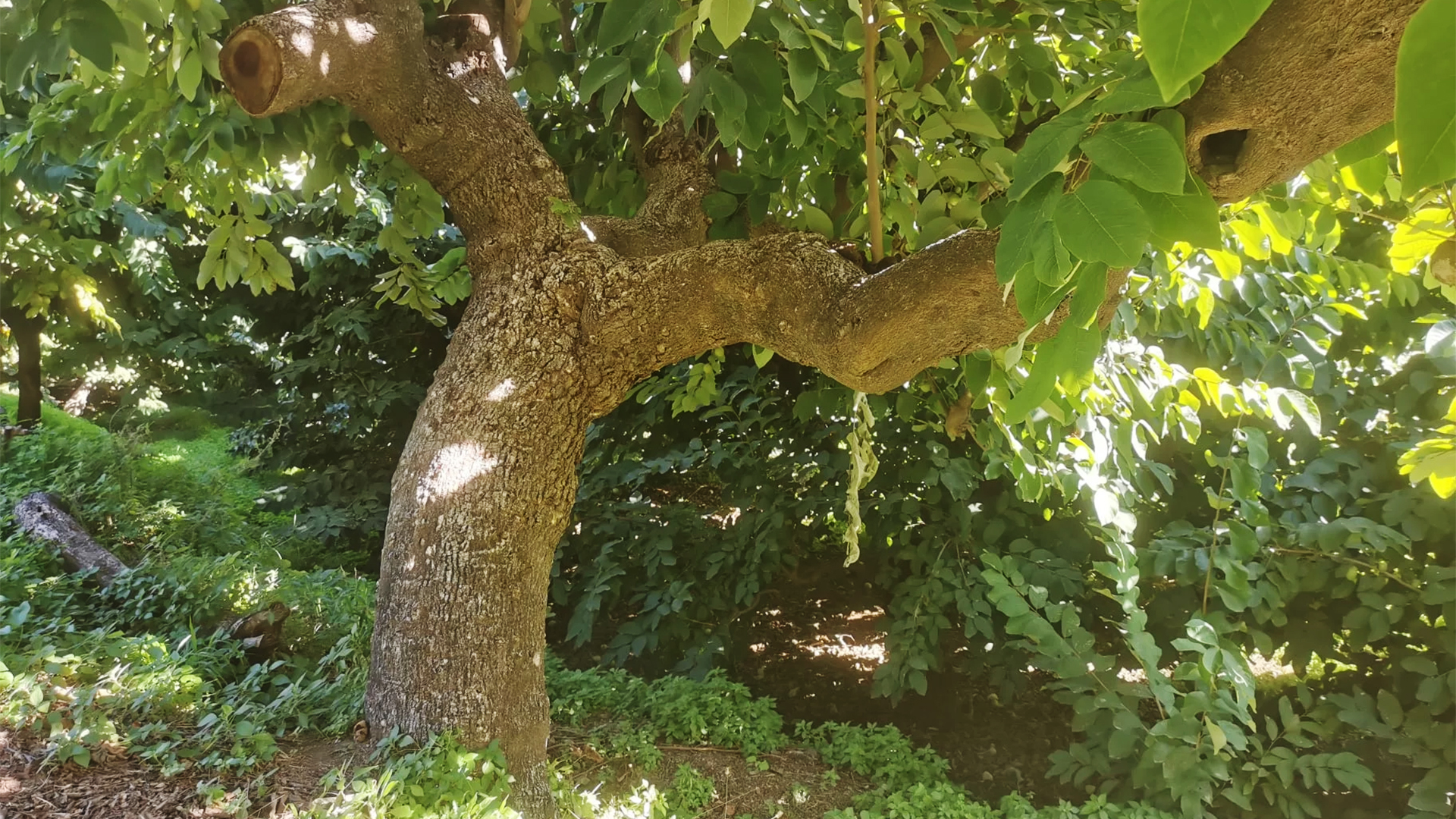 The shade of the ancient custard apple tree – Cooperativa Tierra y Libertad